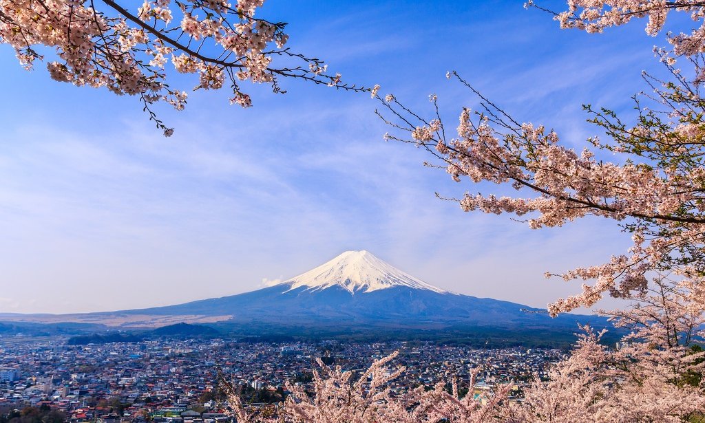 Cherry Blossom in the Fuji Five Lakes Area | Kyuhoshi
