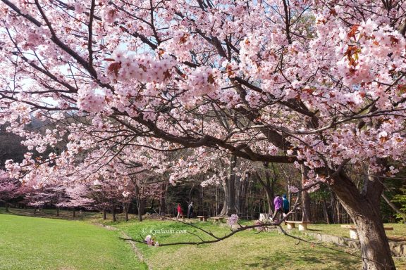 5 Best Cherry Blossom Spots in Sapporo | Kyuhoshi