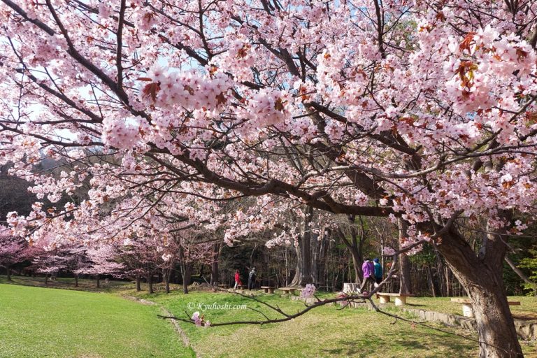 5 Best Cherry Blossom Spots in Sapporo | Kyuhoshi