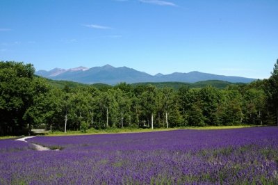 11 Best Lavender Fields in Japan | Kyuhoshi