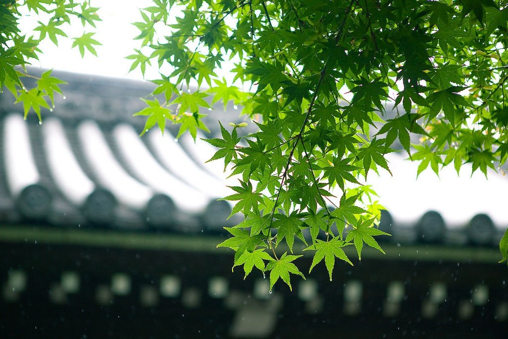 Rainy Season (Tsuyu) in Japan 2025 | Things to do | Kyuhoshi