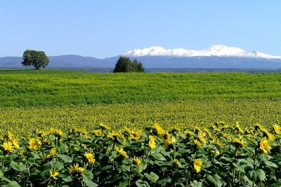 7 Days in Hokkaido Summer Itinerary (July/August) | Kyuhoshi