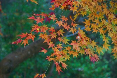 10 Best Things to Do in Hokkaido in Autumn | Kyuhoshi