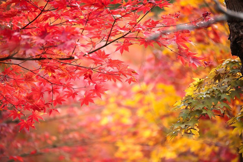 2023 Japan Autumn Foliage Forecast Kyuhoshi 2023 Japan Autumn Foliage Forecast Kyuhoshi