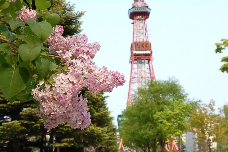 8 Best Things to Do in Sapporo in Spring | Kyuhoshi