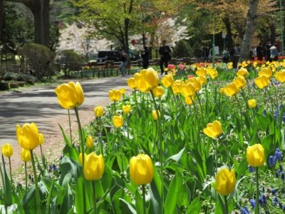 3-Day Sapporo Spring Itinerary | Kyuhoshi