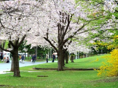 5 Best Cherry Blossom Spots in Sapporo | Kyuhoshi