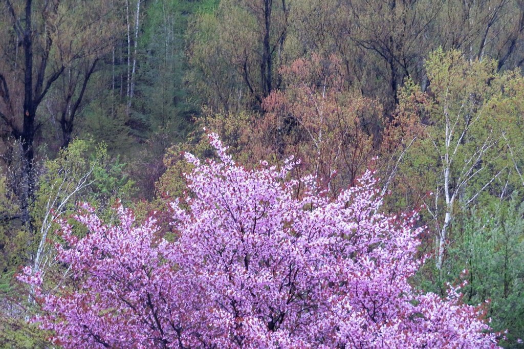 sakura_spring_sapporo_hokkaido_japan | Kyuhoshi