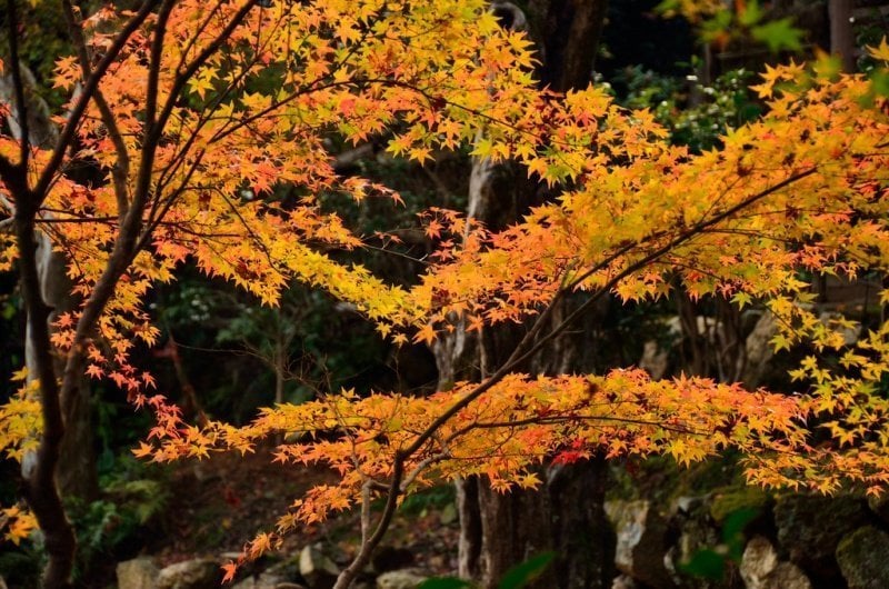 12 Best Places to See Autumn Leaves in Japan | Kyuhoshi