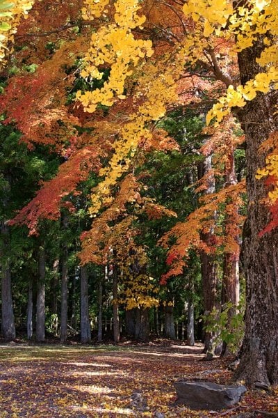 12 Best Places to See Autumn Leaves in Japan | Kyuhoshi