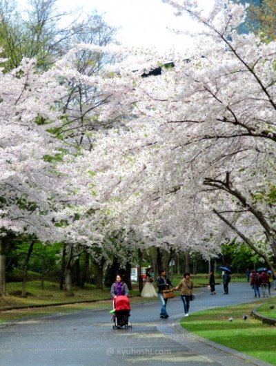 Hokkaido Spring Itinerary | Travel Plan 2026 | Kyuhoshi