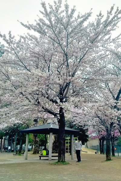 Spring in Sapporo | Travel Guide 2026 | Kyuhoshi