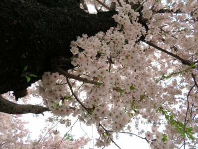 Spring in Sapporo | Travel Guide 2026 | Kyuhoshi