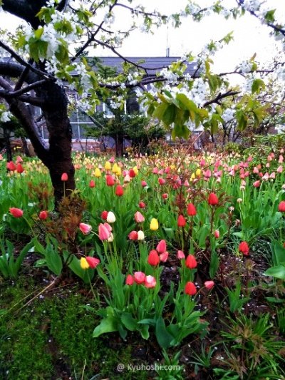 Spring in Sapporo | Travel Guide 2026 | Kyuhoshi