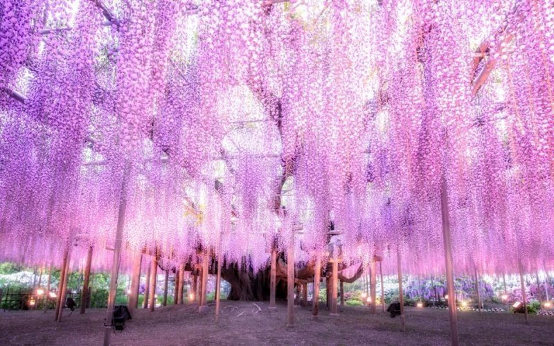 10 Interesting Facts about Japanese Wisteria | Kyuhoshi