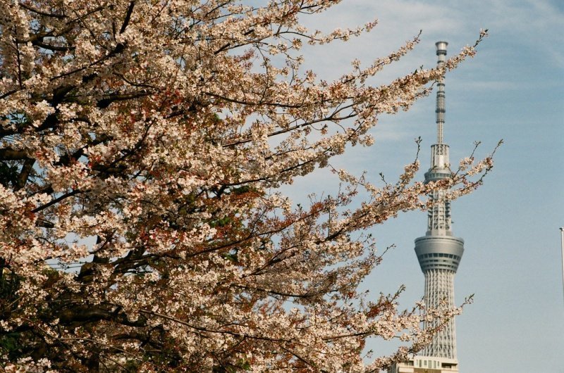 1-Day in Tokyo Spring Itinerary - Cherry Blossom | Kyuhoshi