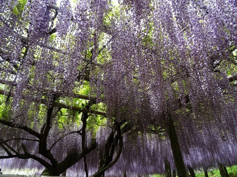 wisteria_in_japan | Kyuhoshi