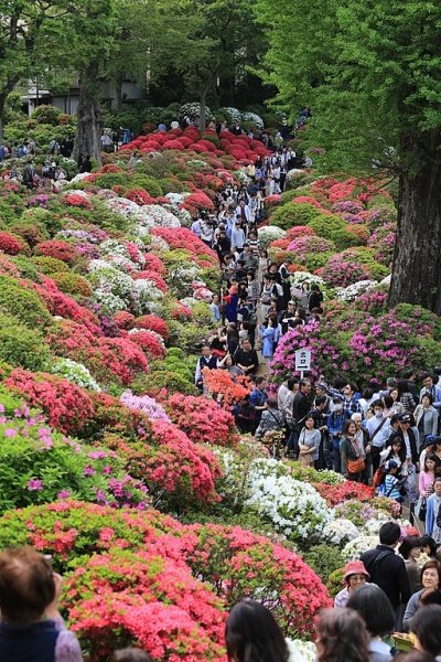 10 Best Flower Festivals around Tokyo in Spring | Kyuhoshi