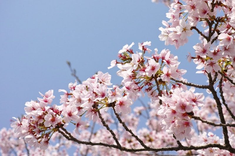 One Day in Kyoto Spring Itinerary | Kyuhoshi