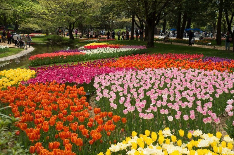10 Best Flower Festivals around Tokyo in Spring | Kyuhoshi