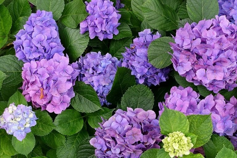 10 Best Places to See Hydrangea in Japan | Kyuhoshi