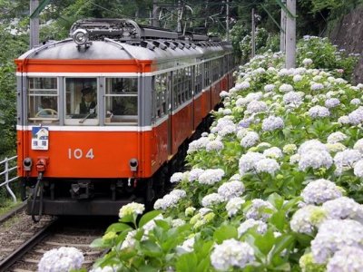 10 Best Places to See Hydrangea in Japan | Kyuhoshi