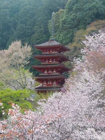 8 Best Places to See Cherry Blossom in Nara | Kyuhoshi