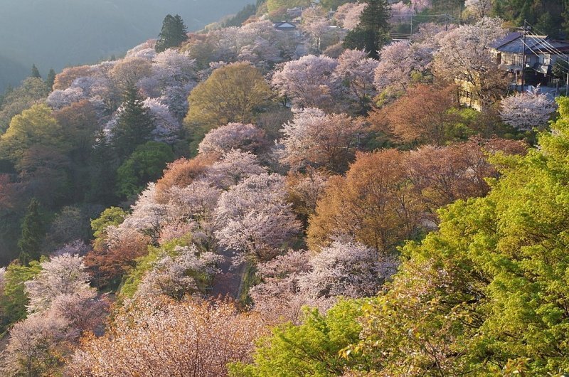 8 Best Places to See Cherry Blossom in Nara | Kyuhoshi