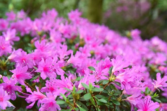 10 Best Places to See Azaleas in Japan | Kyuhoshi