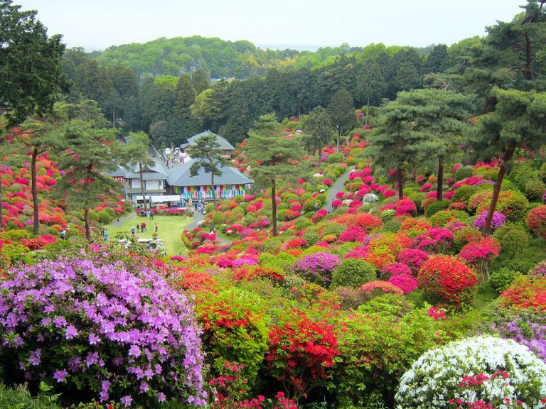 10 Best Places to See Azaleas in Japan | Kyuhoshi