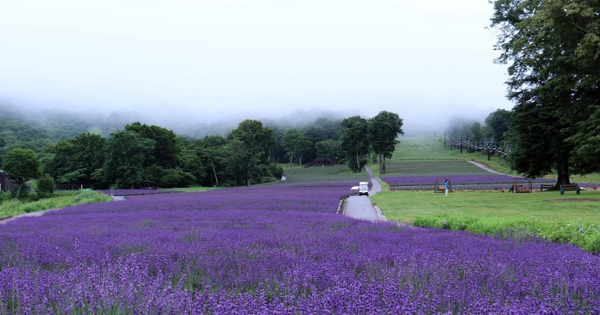 tambara_lavender_park_gunma_japan | Kyuhoshi