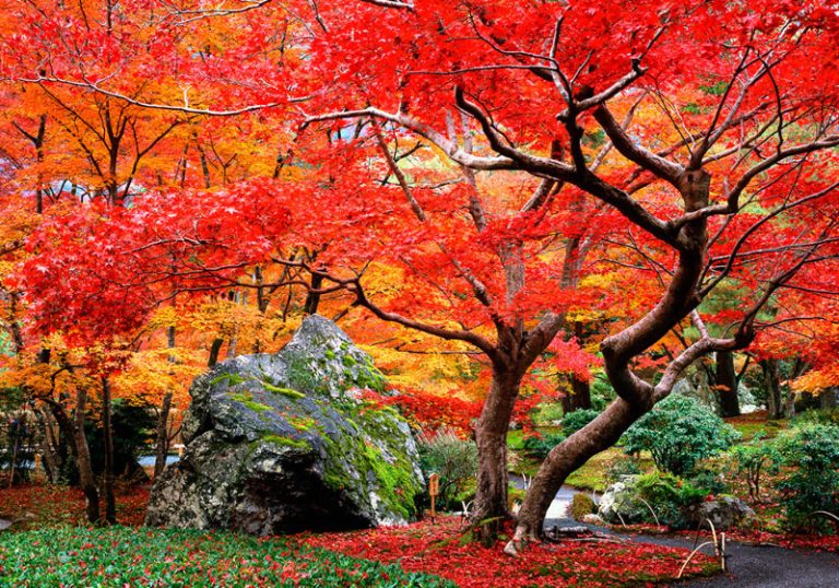 10 Best Places to Visit in Japan in November | Kyuhoshi