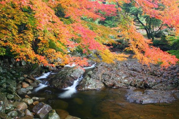 Where to See Autumn Leaves in Shikoku | Kyuhoshi