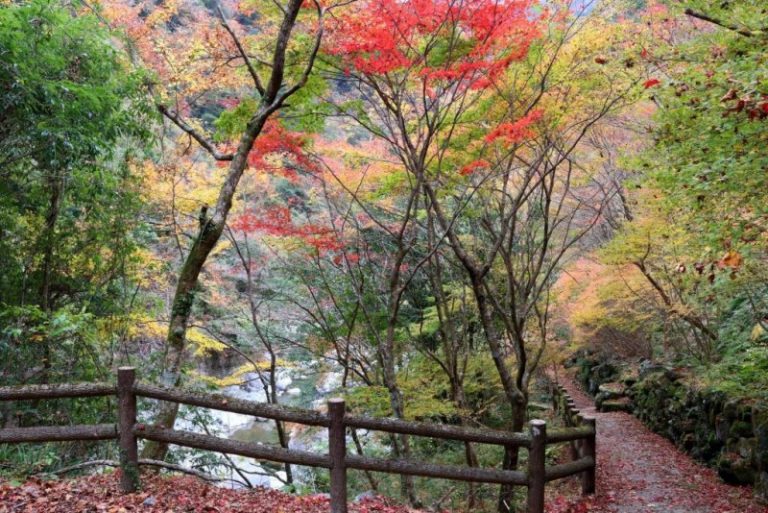 Where to See Autumn Leaves in Shikoku | Kyuhoshi