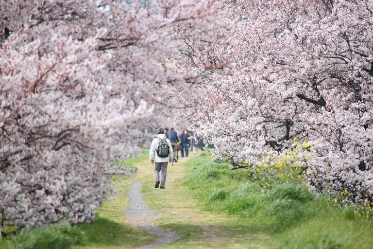 What to Do in Tokyo in Spring | Tokyo Travel | Kyuhoshi