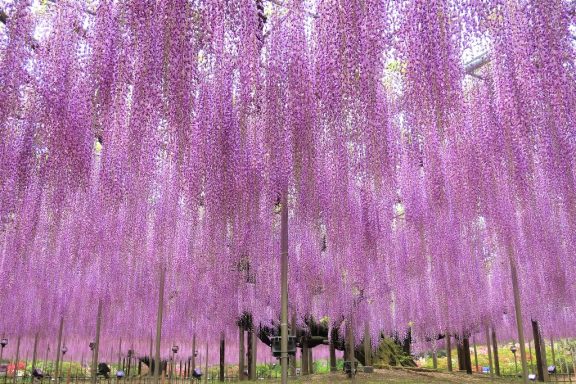 10 Interesting Facts about Japanese Wisteria | Kyuhoshi