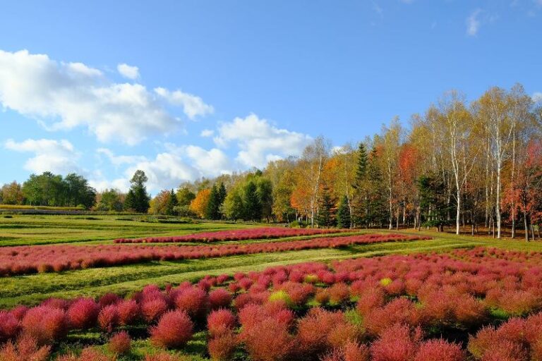 11-Day in Hokkaido Itinerary - October | Kyuhoshi
