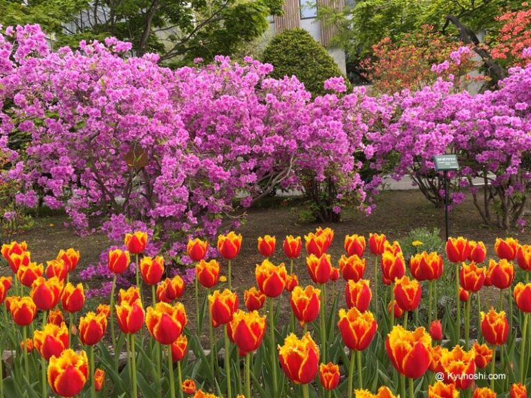 Best Time to Visit Sapporo | Hokkaido Travel | Kyuhoshi