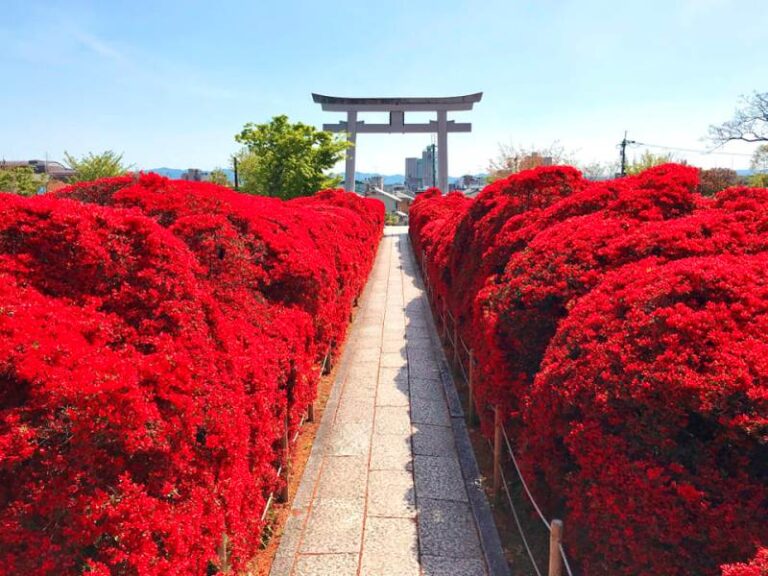 What to Do in Kyoto in Spring 2026 | Kyoto Travel | Kyuhoshi