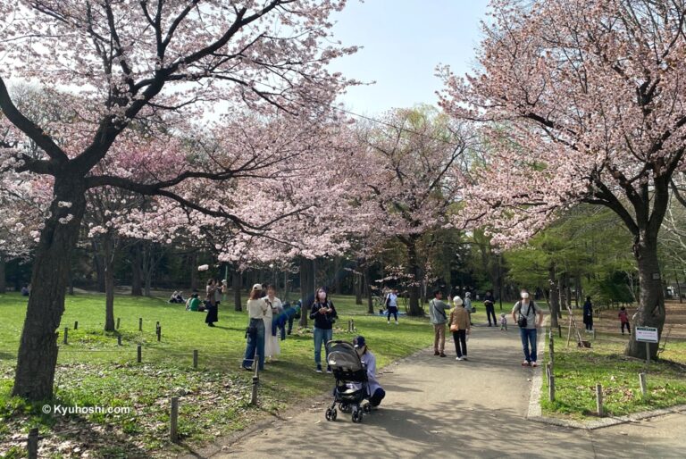 Cherry Blossom in Sapporo | Visit Hokkaido | Kyuhoshi