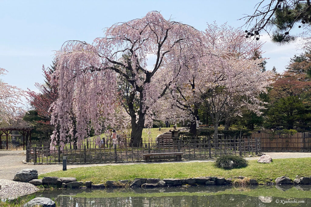 Spring in Sapporo | Travel Guide 2026 | Kyuhoshi