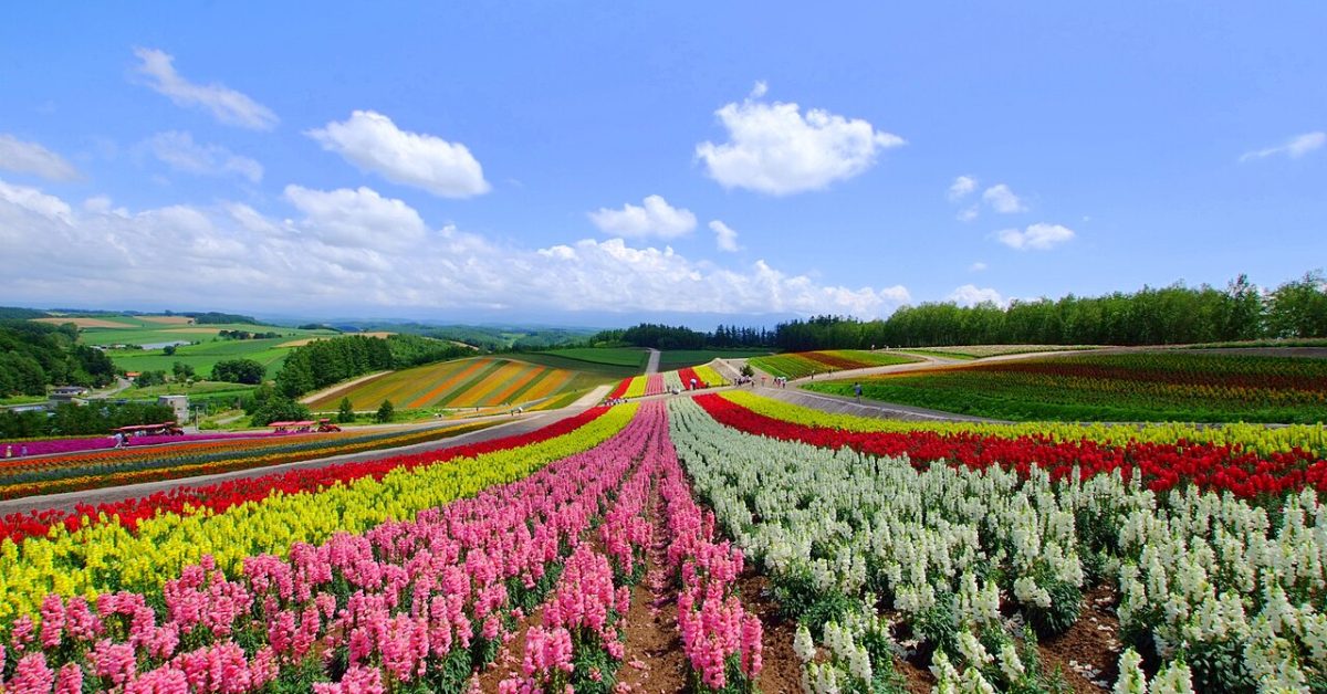 10 Best Places to Visit in Biei, Hokkaido | Kyuhoshi