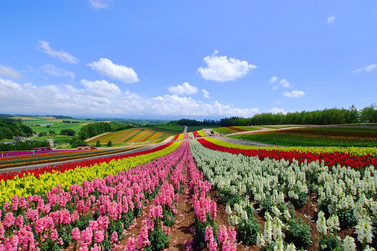 10 Best Places to Visit in Biei, Hokkaido | Kyuhoshi