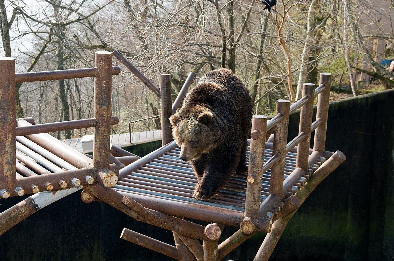 Bear Encounters in Japan: What Tourists Need to Know | Kyuhoshi